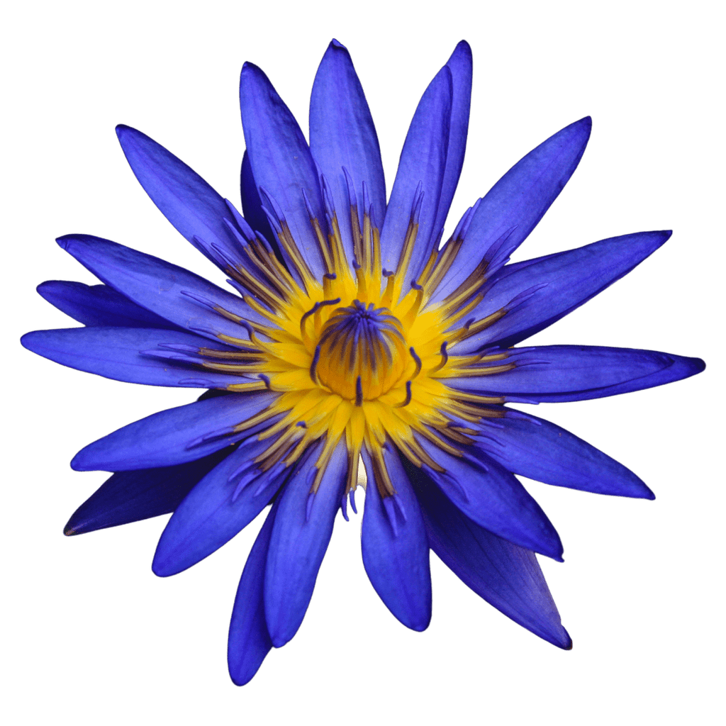 Blue Lotus Absolute Oil: Rare Botanical For Skincare Rituals