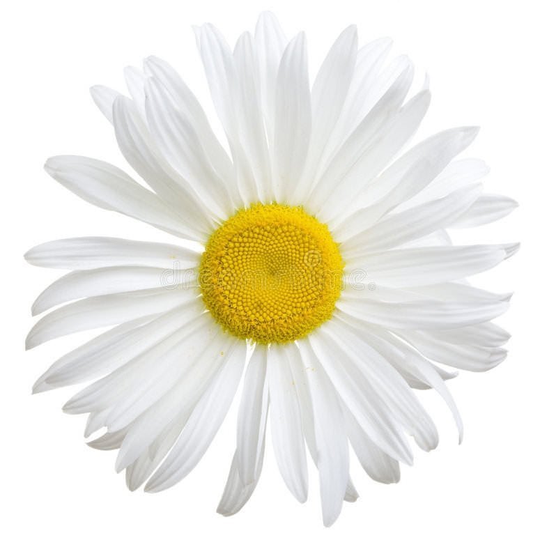 Daisy Flower Oil - Wholesale Natures Touch For Luminous Skin