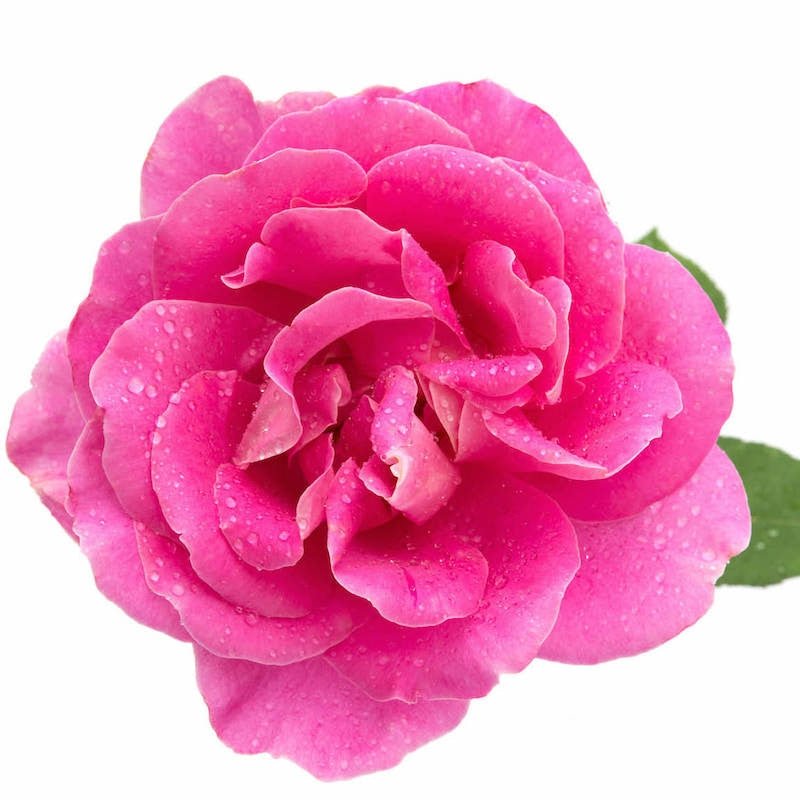 Rose Hydrosol for Soothing & Refreshing Skincare | The Skin Science ...